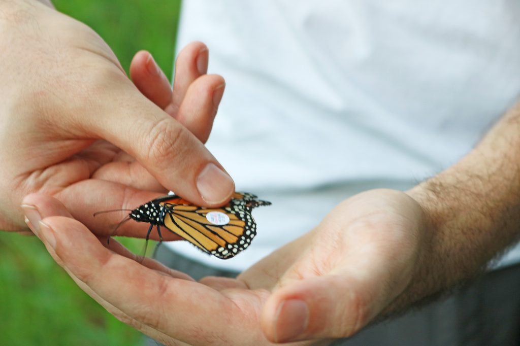 Tryon Farm Monarch Tagging - Indiana Wildlife Federation