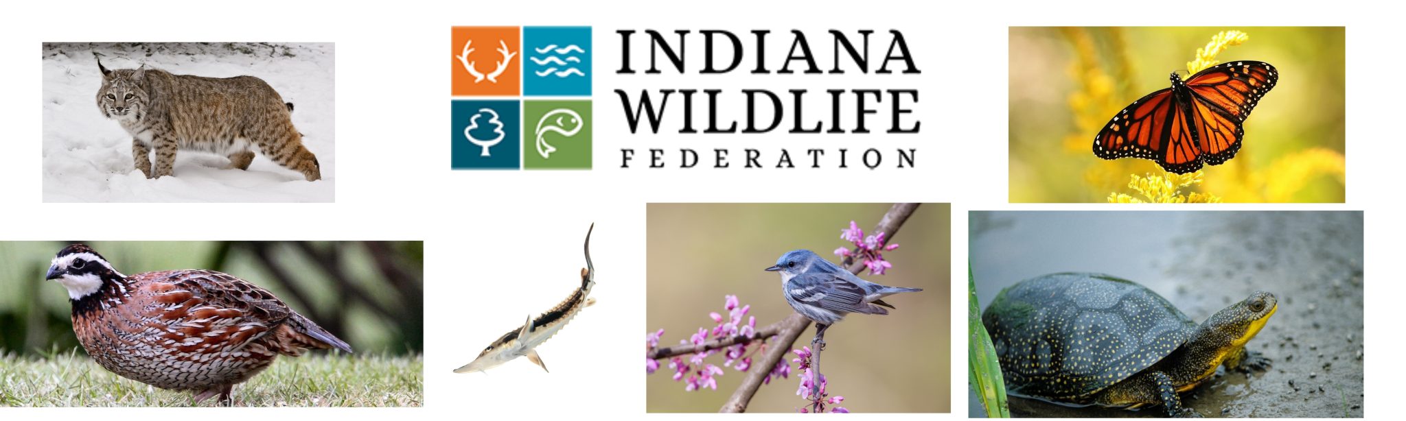 Recovering America’s Wildlife Act (RAWA) has been reintroduced ...