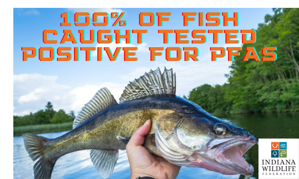 Protect Indiana’s Wildlife: Take Action Against HB 1399! - Indiana ...